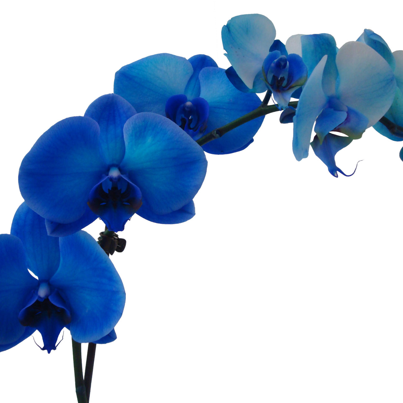 Phalaenopsis bleue - La Jardinera