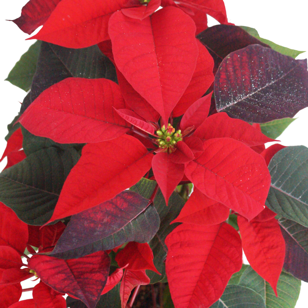 Poinsettia Rouge La Jardinera