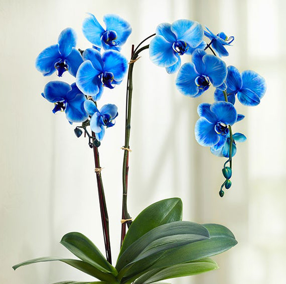 Phalaenopsis bleue - La Jardinera